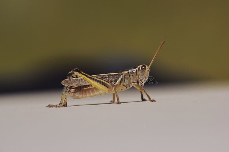 Grasshopper Standing on White Surface Stock Image - Image of nature ...