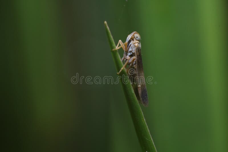 Insect stock image. Image of single, insect, alone, green - 94980069