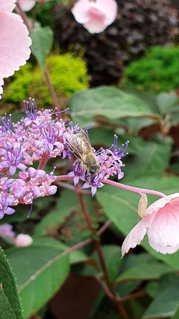 Insect Sits on a Hydrangea Flower with Green Foliage Stock Photo ...