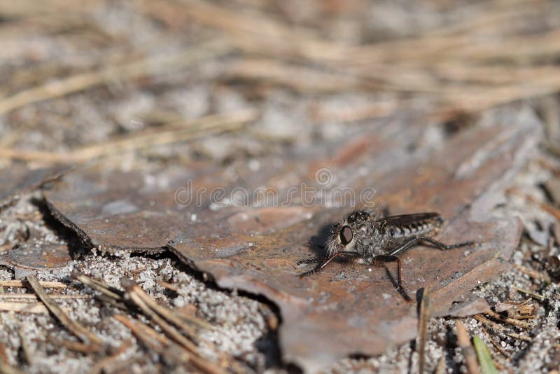 The Insect Sits on an Old Tree. Stock Photo - Image of wildlife, insect ...