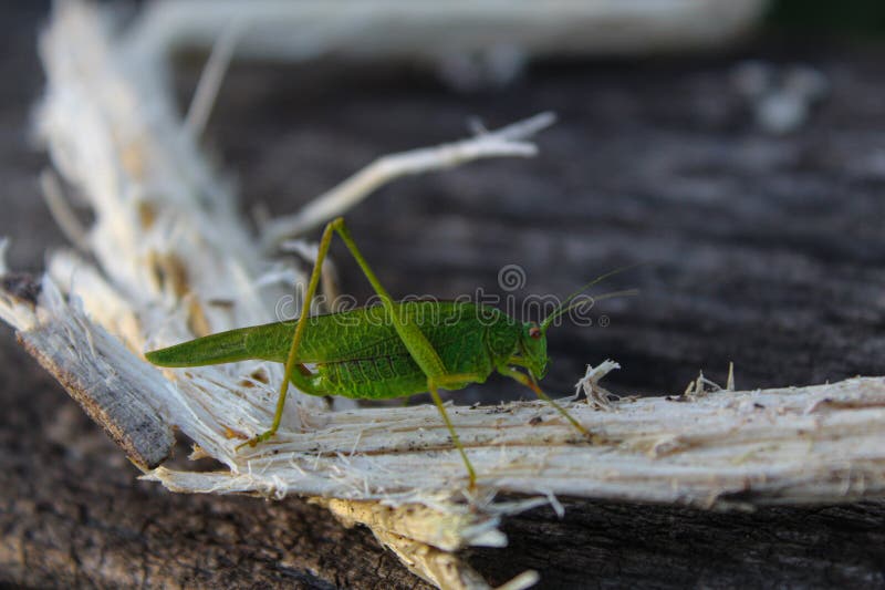 An Insect Sits on a Tree, a Green Grasshopper Stock Photo - Image of ...