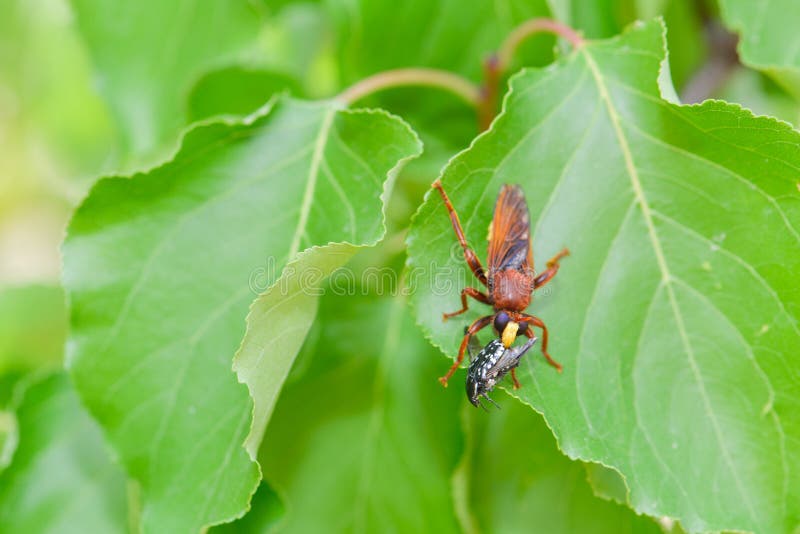 The Insect Sitting on a Branch Stock Image - Image of color, plant ...