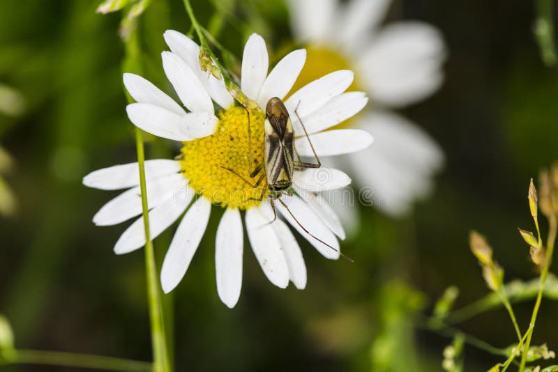 The Insect is Sitting on the Daisy Stock Image - Image of insect, bloom ...