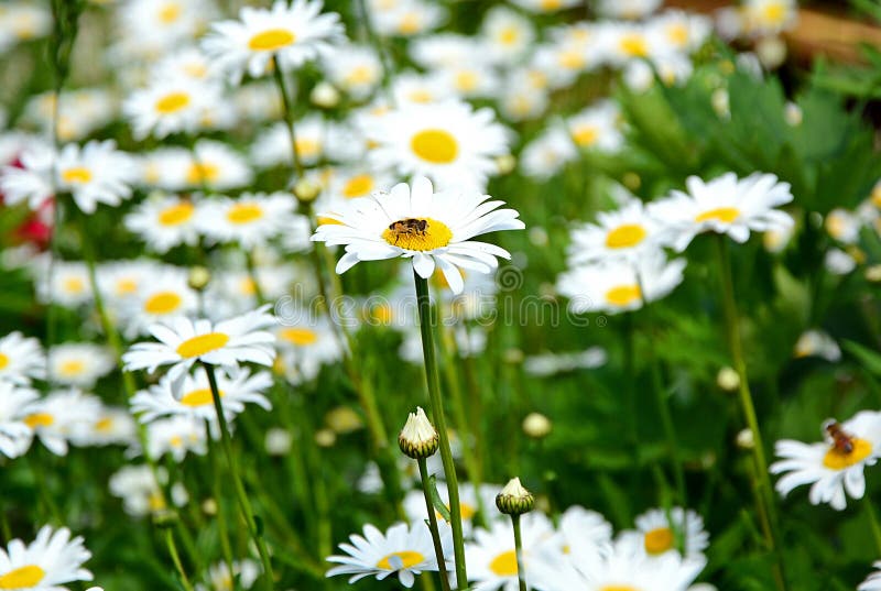 Insect Sitting on a Daisy Flower Stock Image - Image of blossom ...