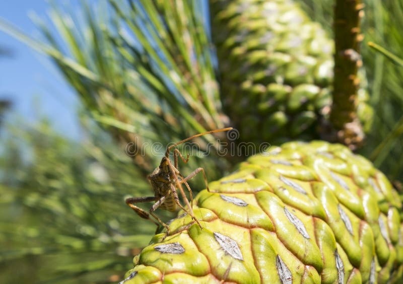 Insect stock photo. Image of green, nature, tree, insect - 58815150