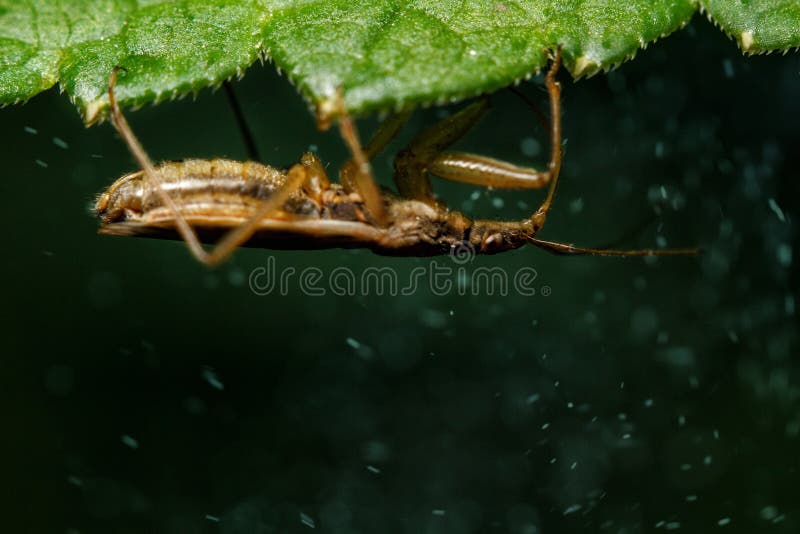 234 Upside Down Beetle Insect Stock Photos - Free & Royalty-Free Stock ...