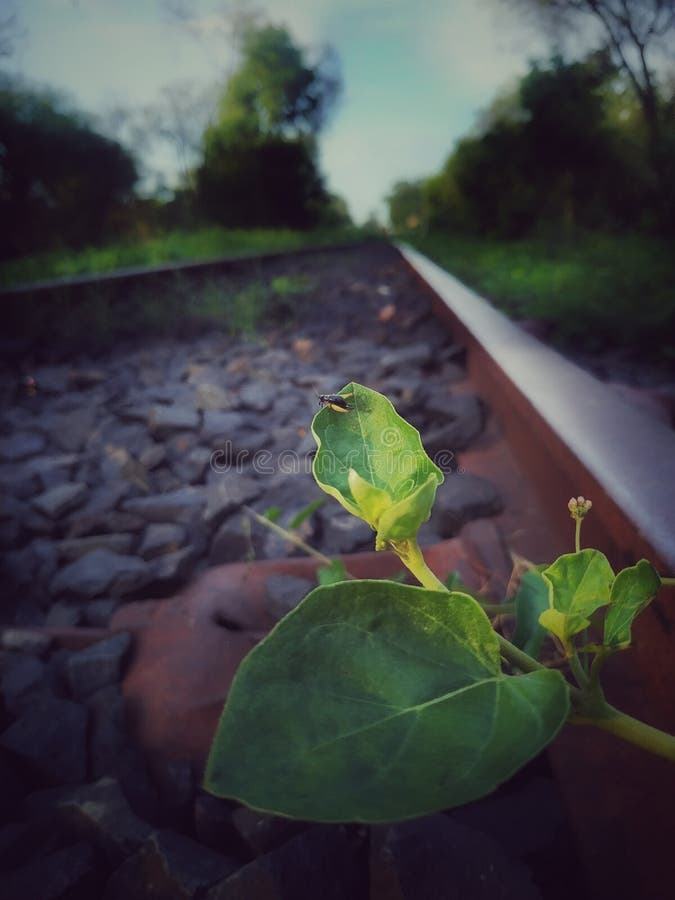 Insect Sitting on Leave of Climber Stock Photo - Image of plant ...
