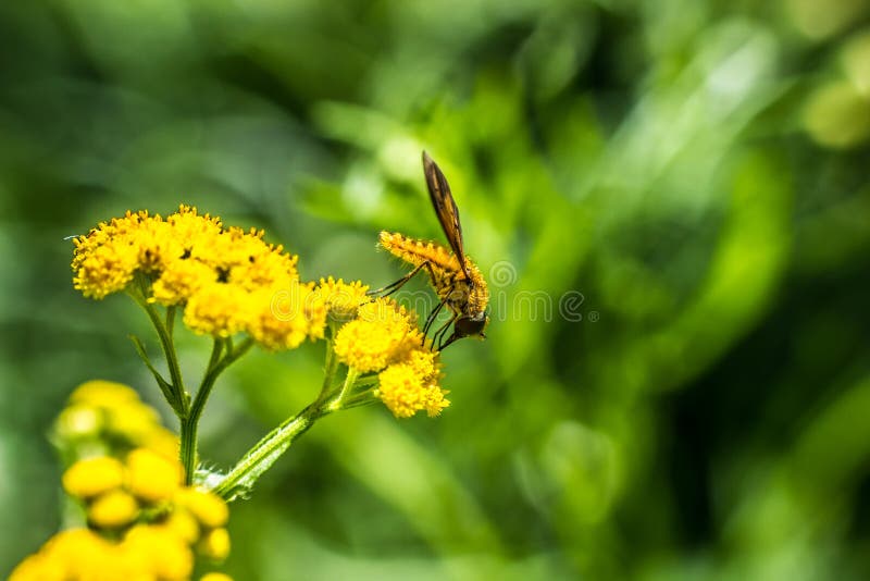 Insect Sitting on Wild Yellow Flowers Stock Photo - Image of flowers ...