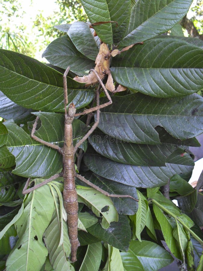 Insect a Six-legged Stick Insects of the Order Phasmatodea Stock Image ...