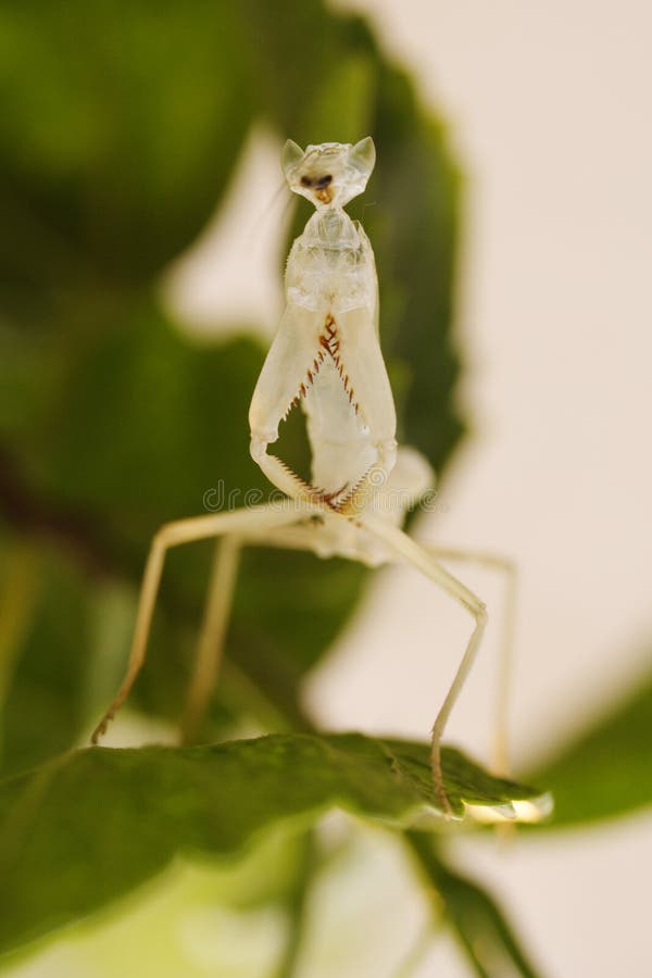Insect skeleton stock photo. Image of environment, lush - 7089784
