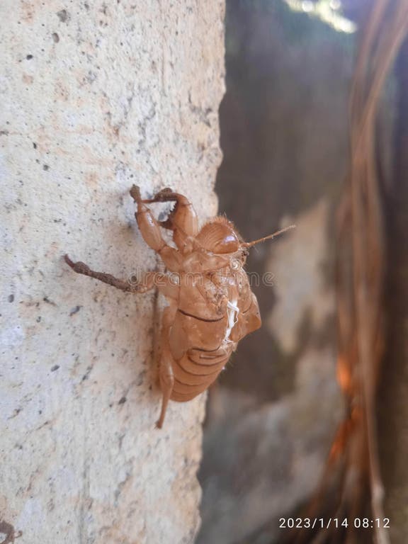 Insect Skeleton, Scul Off the Day Stock Photo - Image of skeleton ...
