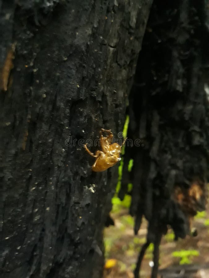 Insect stock photo. Image of insects, burn, insect, skin - 108415448