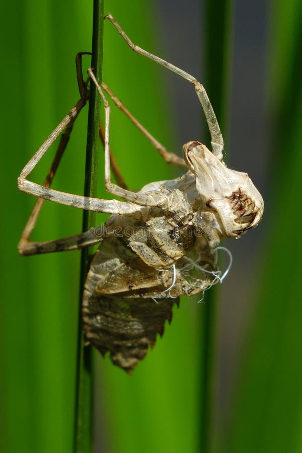 Insect skin on green leaf stock image. Image of brittle - 41382533