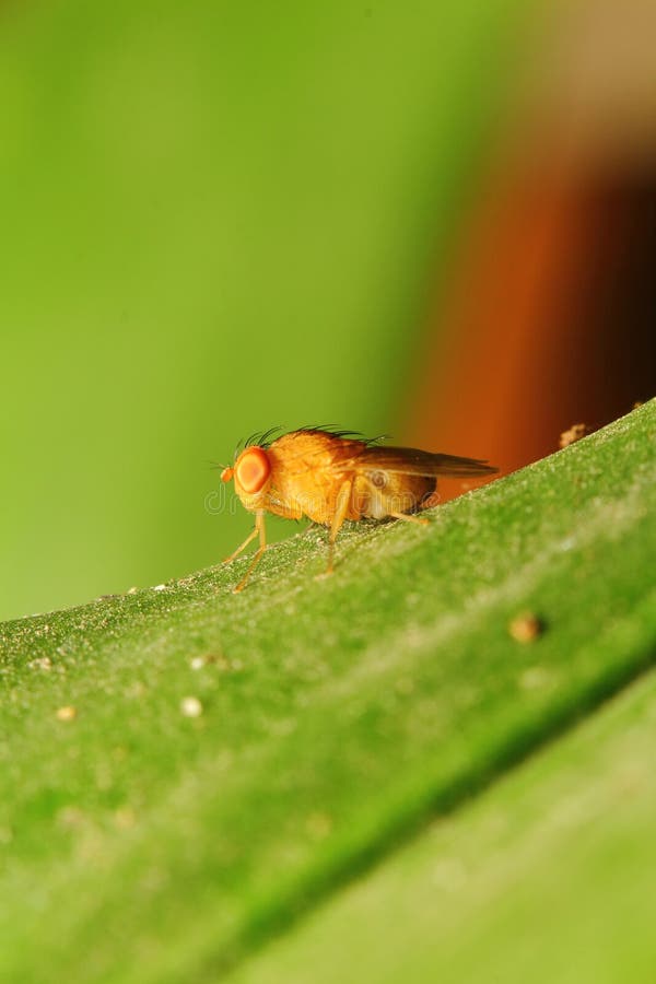 Insect small animal stock image. Image of detail, amazing - 54943495