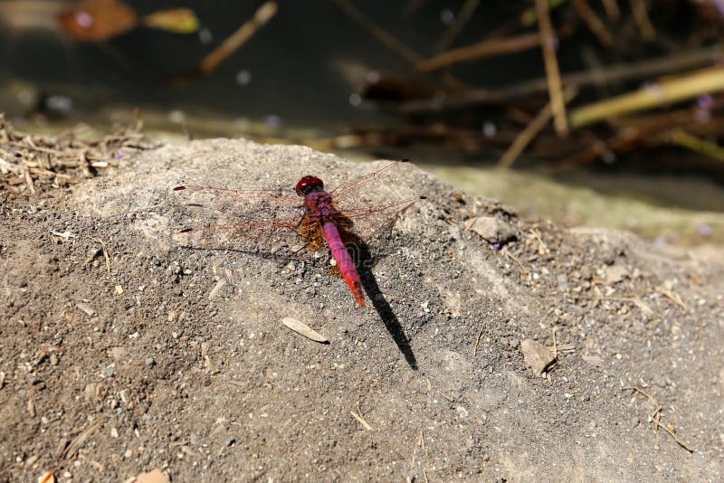 Insect - Small Invertebrate Arthropod Stock Photo - Image of fauna ...