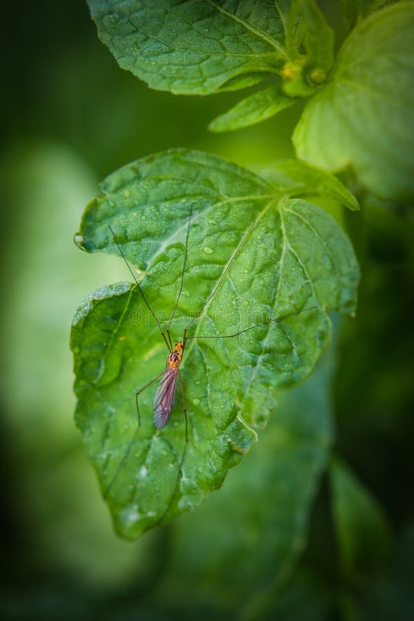 Insect stock photo. Image of color, close, colorful, plants - 75364102