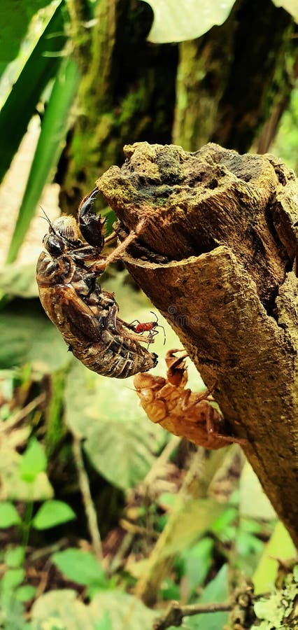 Insect Small World stock image. Image of green, leaf - 261159509