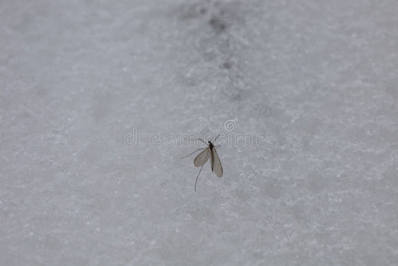 Mosquito in the Snow in the Winter Forest, with Broken Wing Stock Photo ...