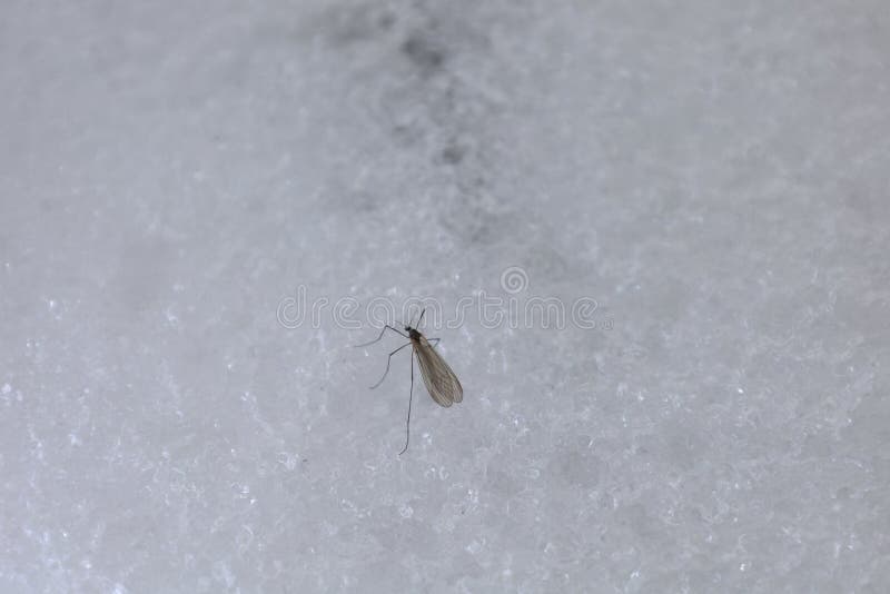 Mosquito in the Snow in the Winter Forest, with Broken Wing Stock Image ...