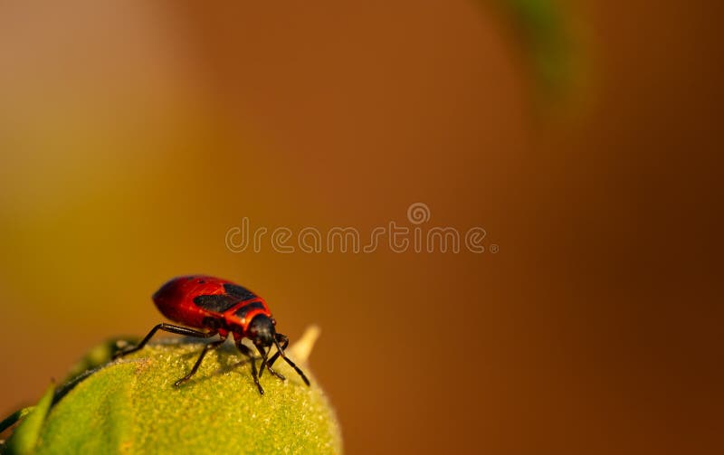 Insect Soldier Stands on a Plant Stock Photo - Image of outdoor ...
