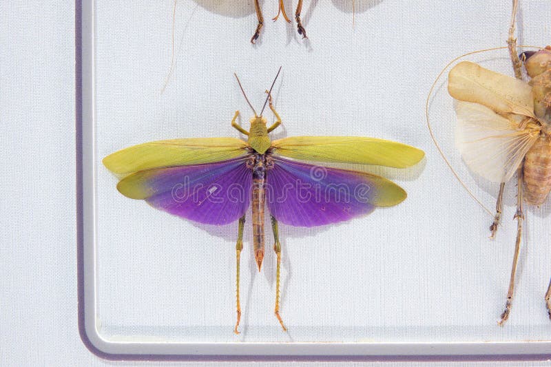 Insect specimen stock photo. Image of insect, wildlife - 297893770