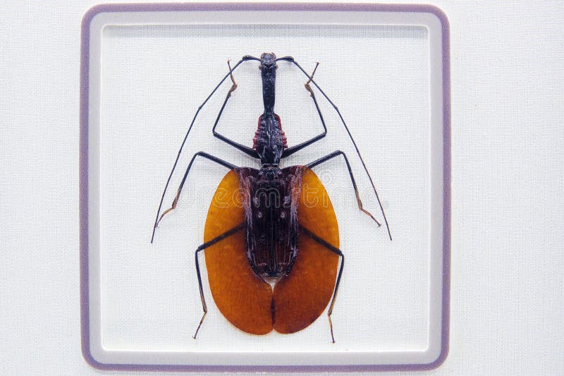 Insect specimen stock image. Image of sample, phasmidae - 297893723