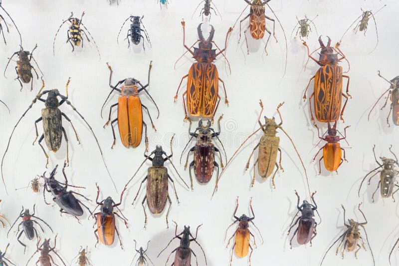 Insect specimen stock image. Image of beetle, wildlife - 298105533