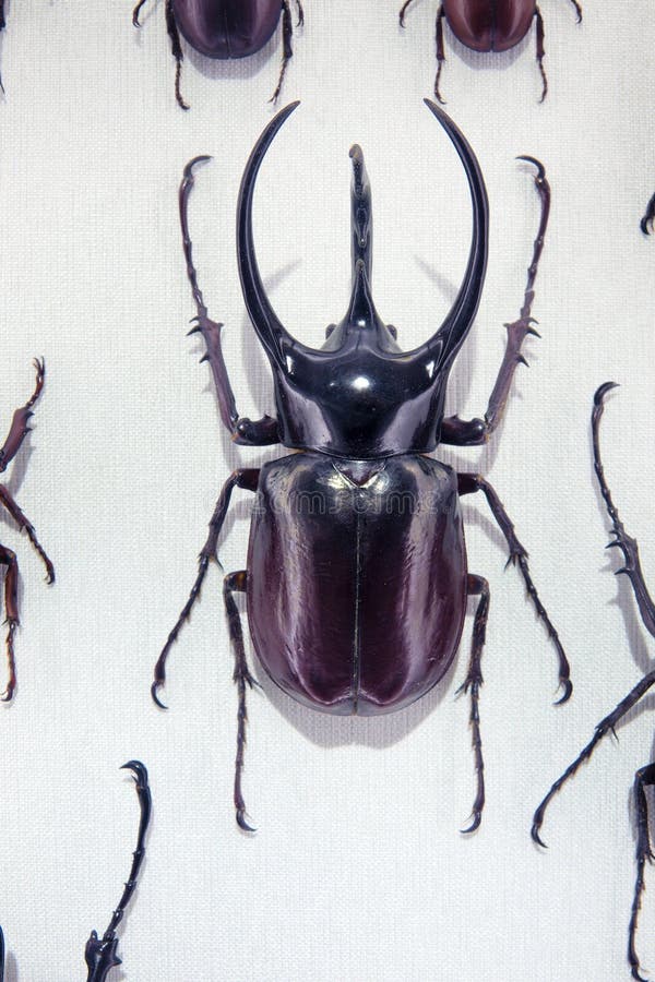 Insect specimen stock image. Image of beetles, beetle - 297893831