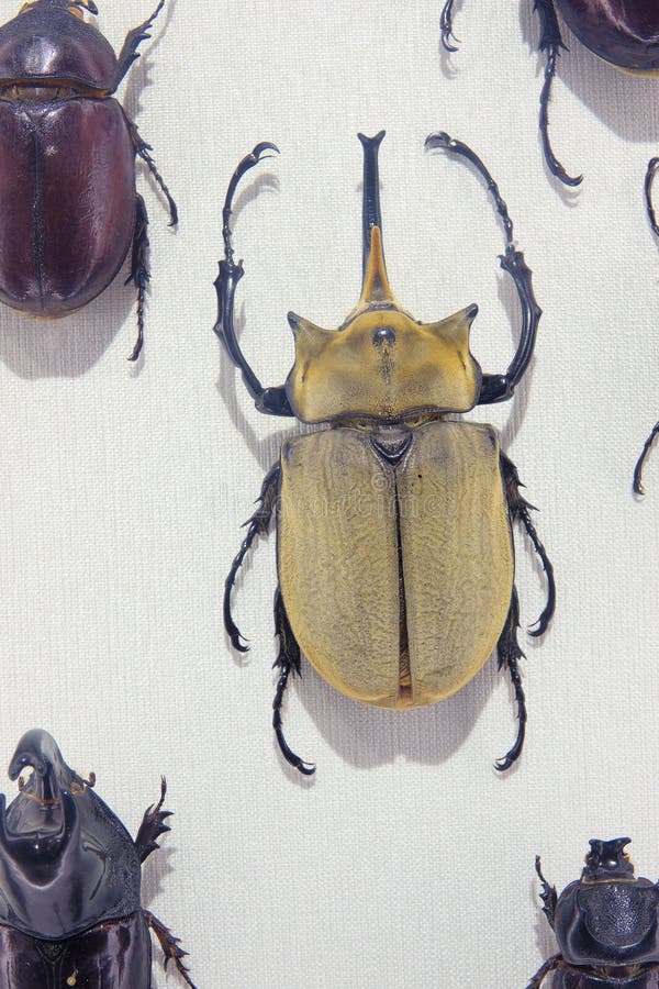 Insect specimen stock image. Image of wild, insects - 297893849