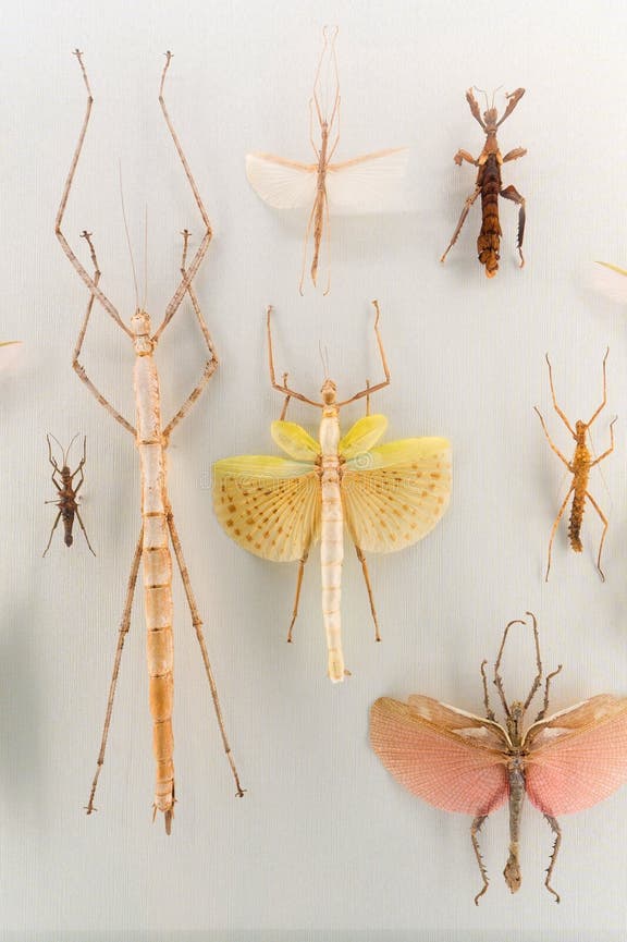 Insect specimen stock photo. Image of life, phasmidae - 298105550