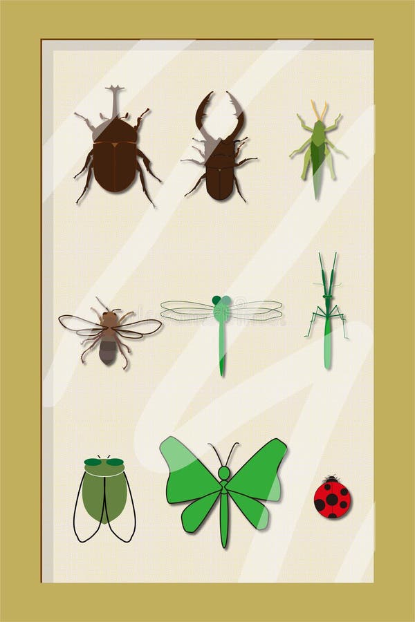 Insect specimens Frame stock illustration. Illustration of stag - 19998981