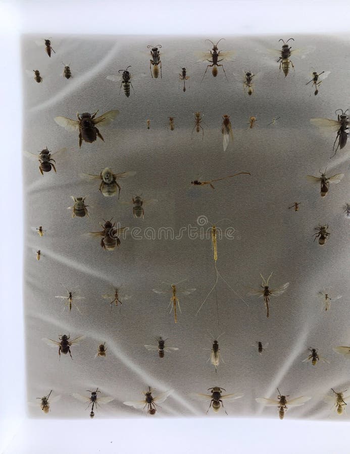 Insect Specimens in Insectarium Display Editorial Photography - Image ...