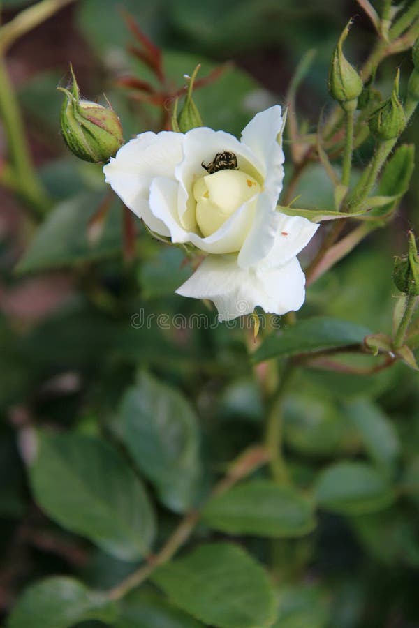 Insect or Spider in a Rose - France Stock Image - Image of rosebush ...