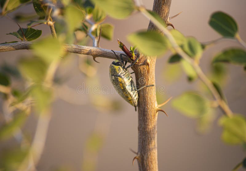 Spring plant bug stock photo. Image of green, wing, yellow - 245324572