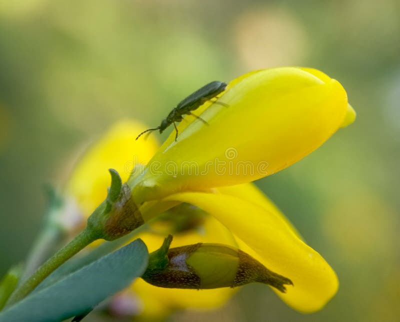 An Insect on Spring Flowers Stock Image - Image of jijel, algrie: 320079499