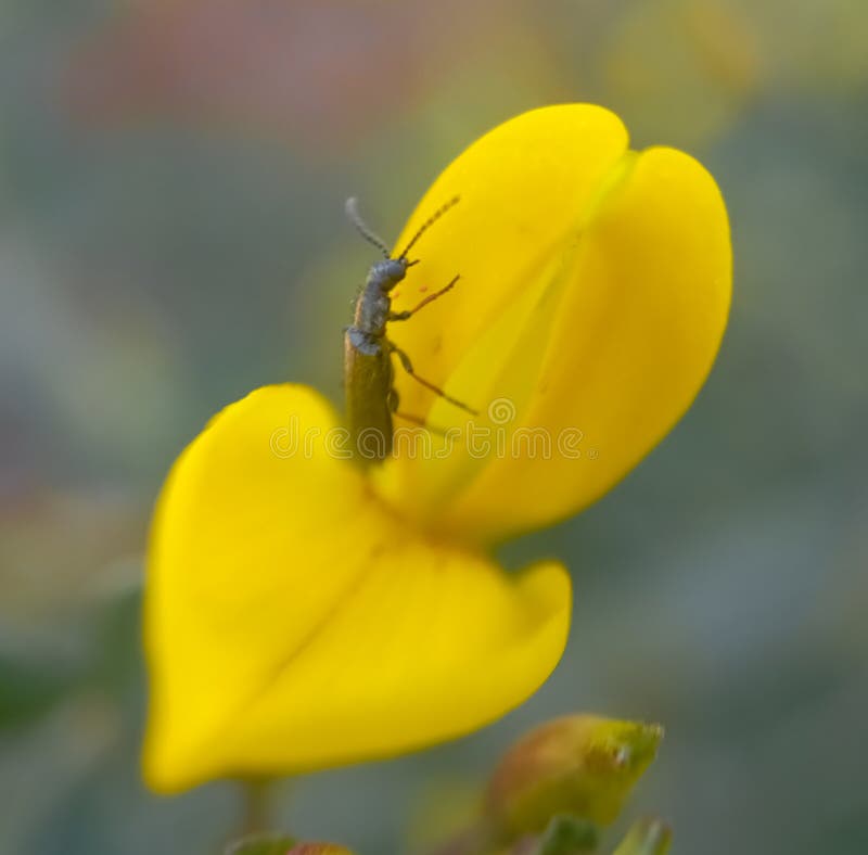 An Insect on Spring Flowers Stock Photo - Image of flowers, nature ...