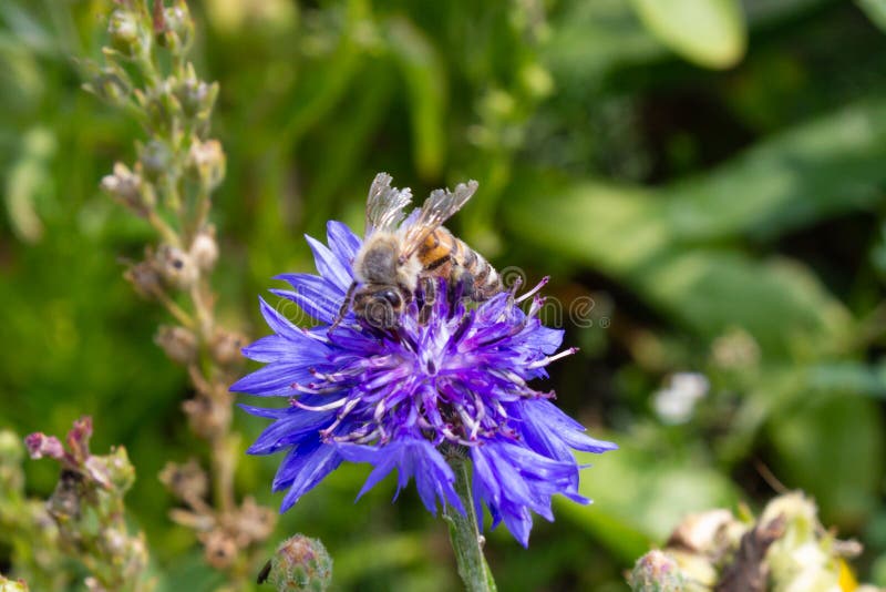 Insect on Springtime Flowers Stock Photo - Image of nature, green ...