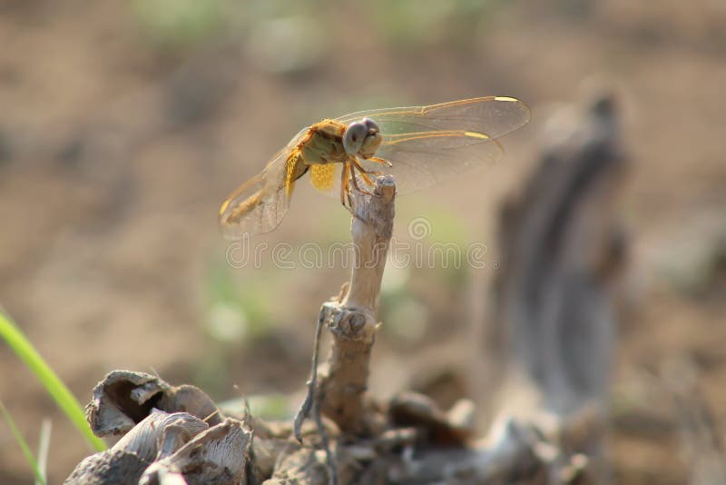 Insect standing for rest stock photo. Image of insect - 164109224