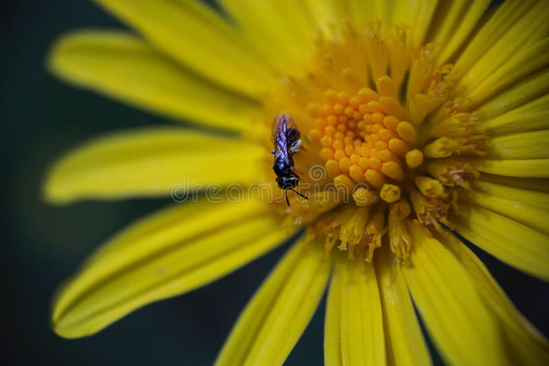 An Insect Standing on a Yellow Flower Nectar Stock Image - Image of ...