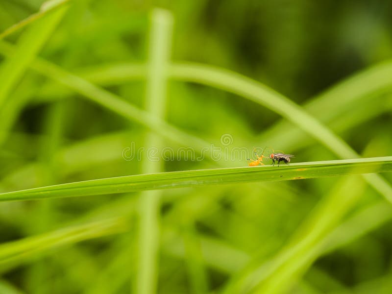 An Insect Staying among the Grass and Plants Stock Image - Image of ...