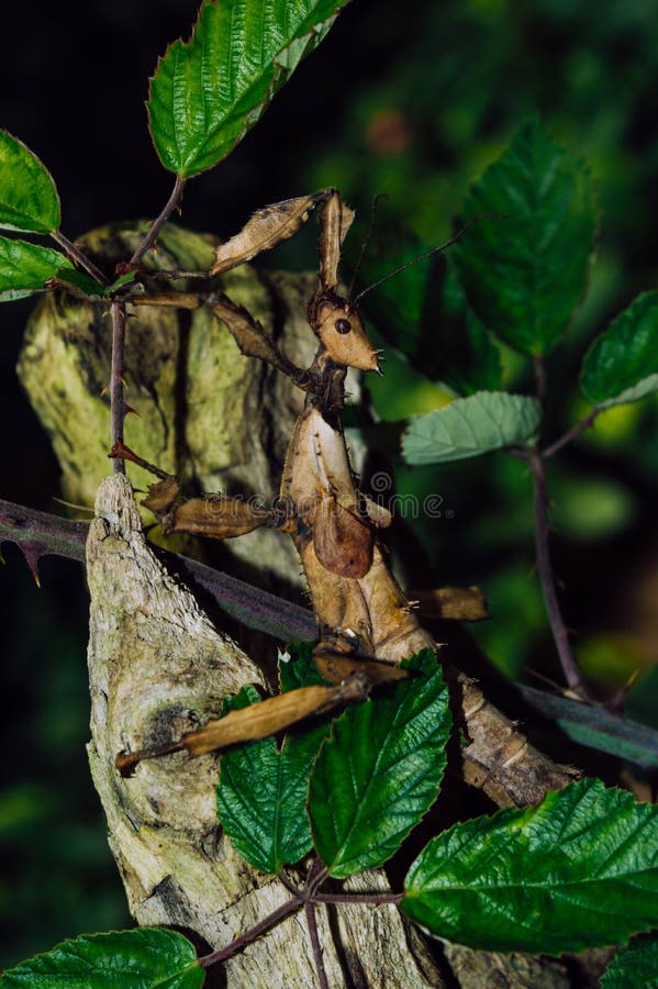Insect Stickman Sitting on a Branch with Leaves Stock Image - Image of ...