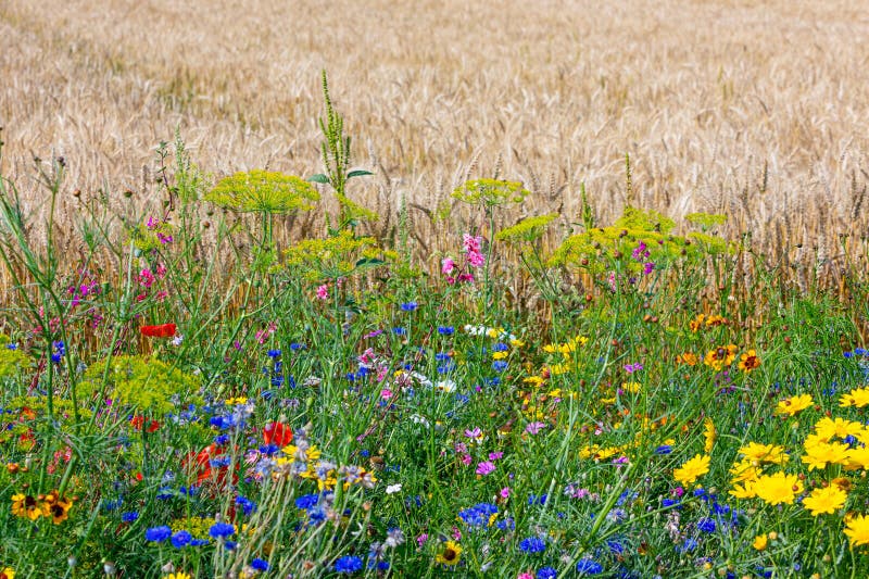 Insect Stripes Provide Food for Endangered Insects Stock Photo - Image ...