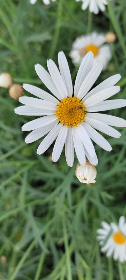 An Insect Sucks the Nectar of a Chamomile Flower Stock Photo - Image of ...