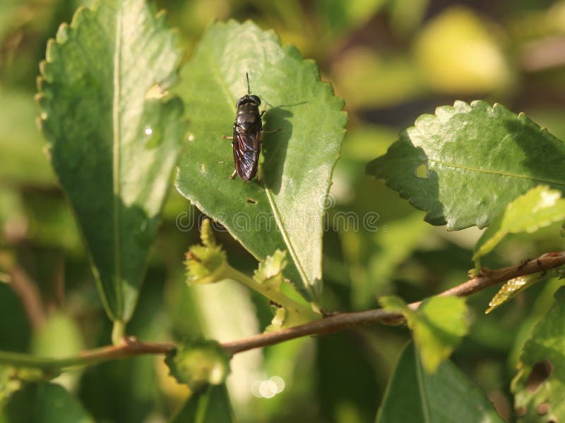 Insect Sun Bathing stock photo. Image of black, macrophotography ...