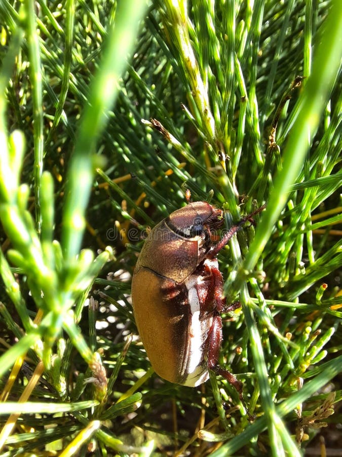 An Insect that is Sunbathing in the Morning Stock Image - Image of garden, insect: 215745191