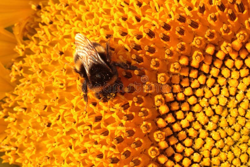 Insect Sun, on Sunflower Seeds Stock Image - Image of white, created ...