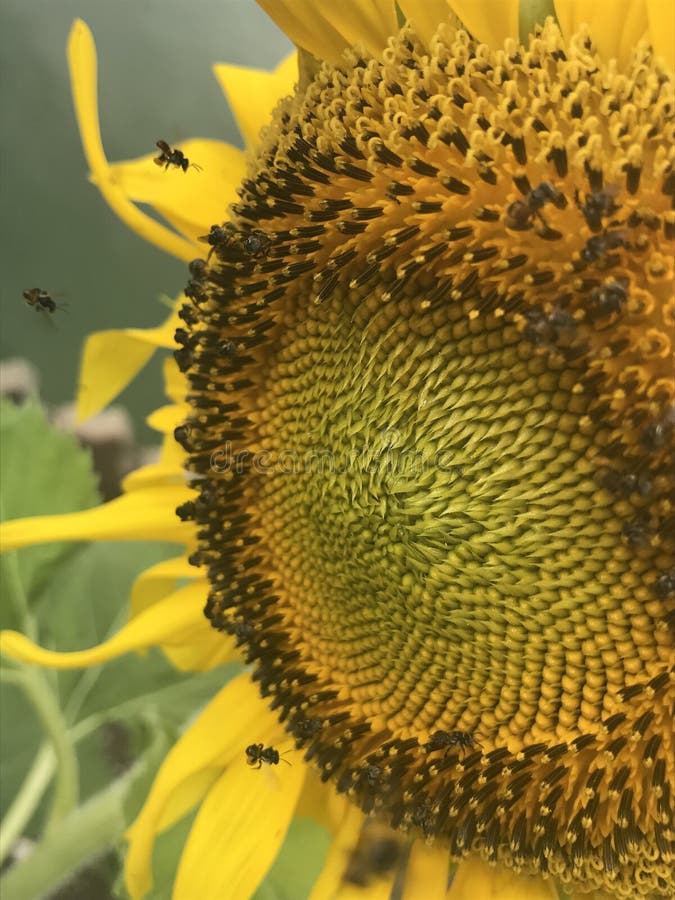 Insect Sun, on Sunflower Seeds Stock Image - Image of creative ...