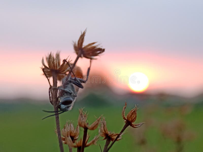 Insect and sunset stock image. Image of plant, sunset - 191659155