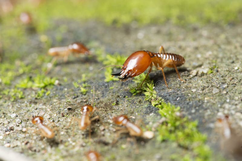 Insect, Termite on the Ground Stock Photo - Image of nature, termite ...