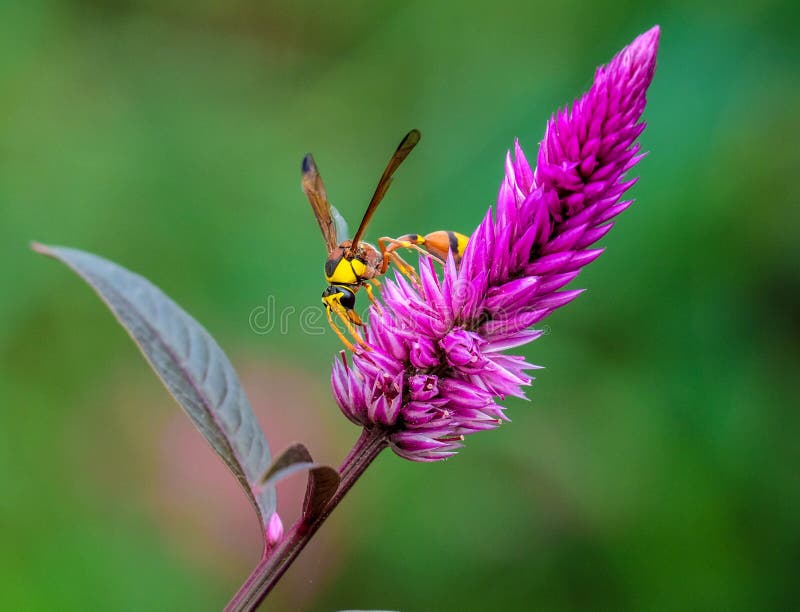 Insect stock image. Image of insect, thailand, animals - 81312389